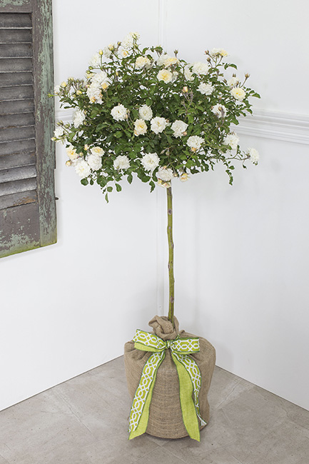 Memorial Gift Trees - In Memory of Gifts - Sympathy Trees