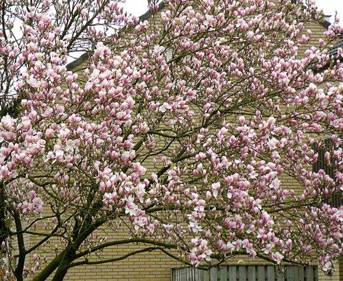 Memorial Gift Trees - In Memory of Gifts - Sympathy Trees