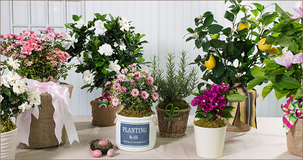 Gift Trees | Memorial Tree Gifts | Send a Tree as a Gift