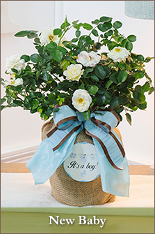 Gift Trees | Memorial Tree Gifts | Seeds of Life