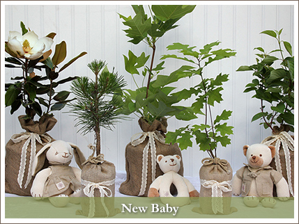 Gift Trees | Memorial Tree Gifts | Seeds of Life