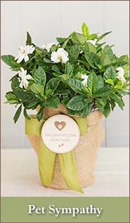 Gift Trees | Memorial Tree Gifts | Seeds of Life