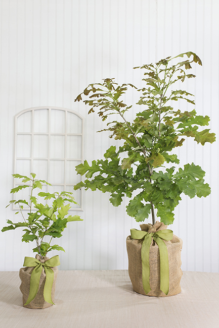 Memorial Gift Trees - In Memory of Gifts - Sympathy Trees