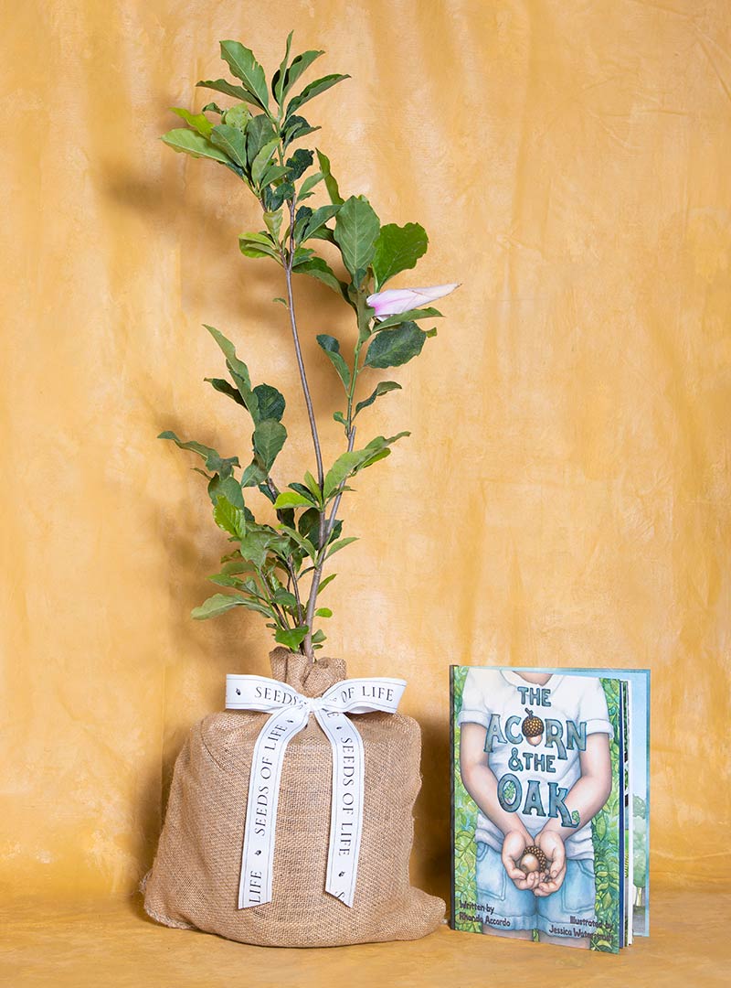 Magnolia Ann Memorial Tree with Acorn Book: Seeds Of Life