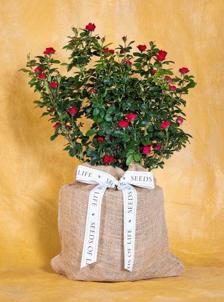 Memorial Gift Trees | In Memory of Gifts & Sympathy Trees