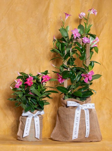 Memorial Gift Trees | In Memory of Gifts & Sympathy Trees