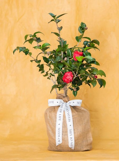 Memorial Gift Trees | In Memory of Gifts & Sympathy Trees