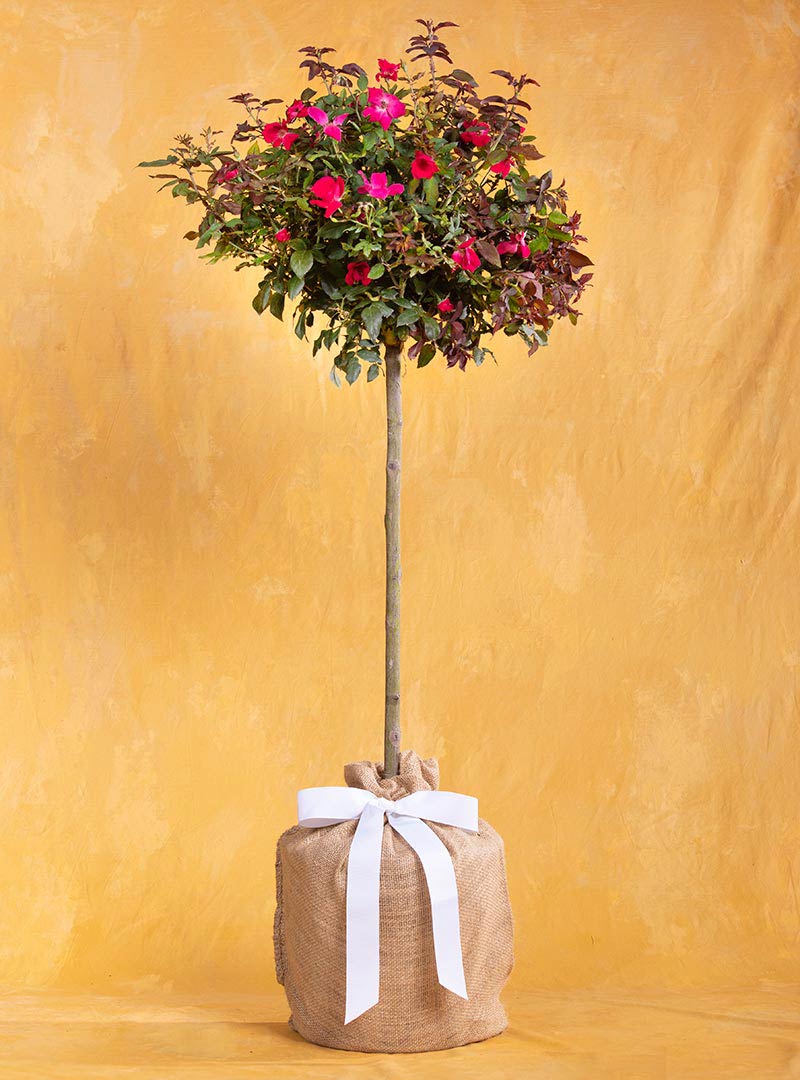 Blooming Sympathy Red Rose Tree Topiary: Seeds Of Life
