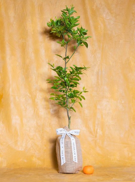 Memorial Gift Trees | In Memory of Gifts & Sympathy Trees