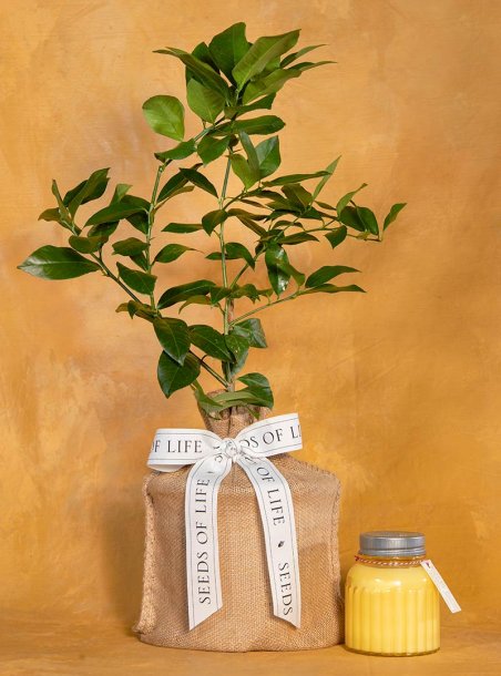 Unique Birthday Gift Trees: Seeds of Life