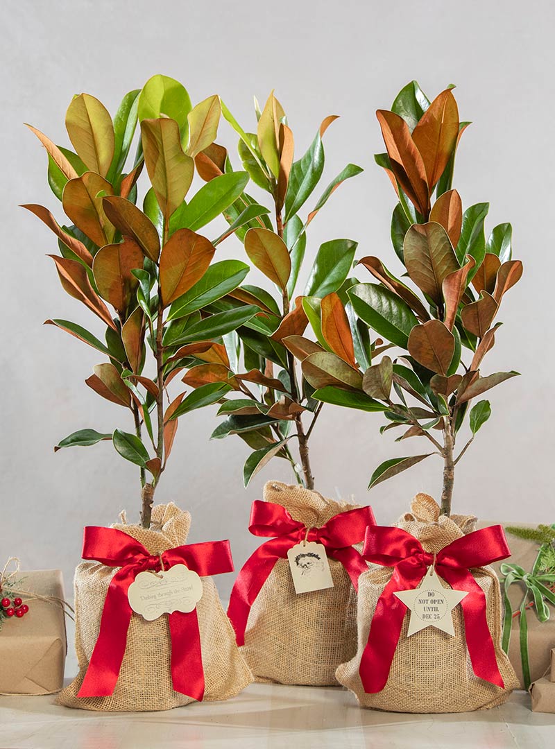 Vintage Holiday Southern Magnolia Tree: Seeds Of Life