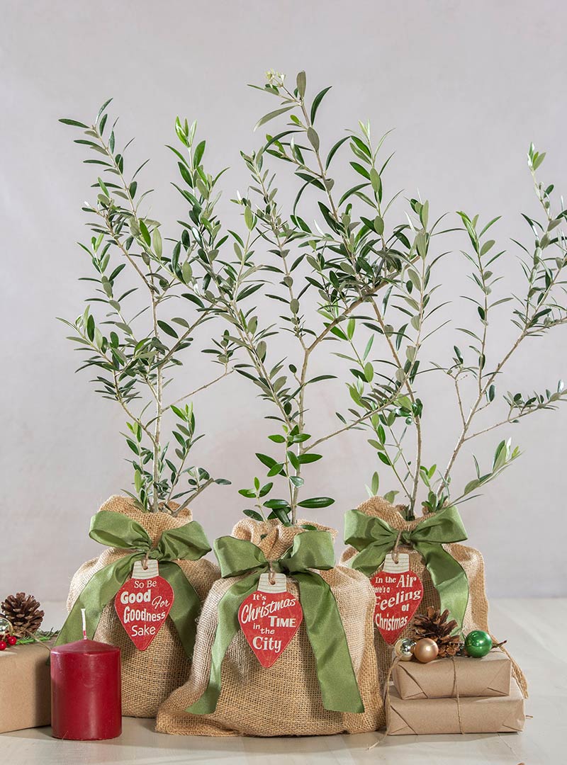 Holiday Ornamental Olive Trees: Seeds Of Life