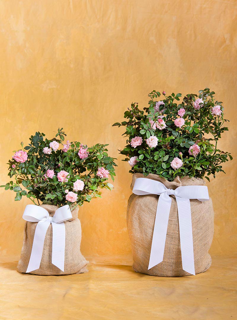 Just Because Pink Rose Gift: Seeds Of Life