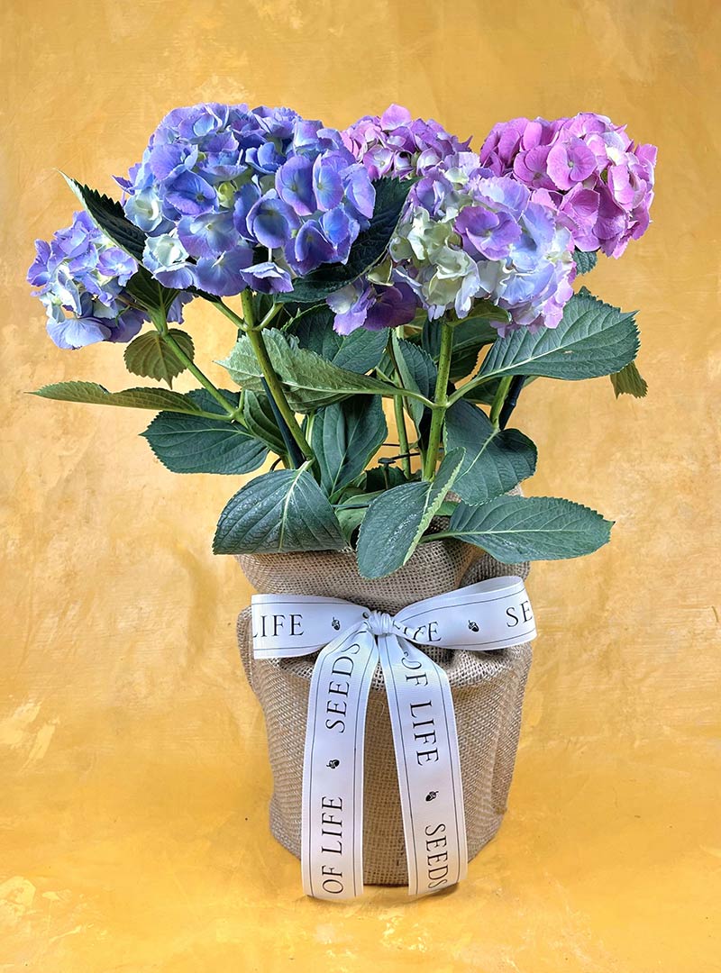 Housewarming Hydrangea: Seeds Of Life