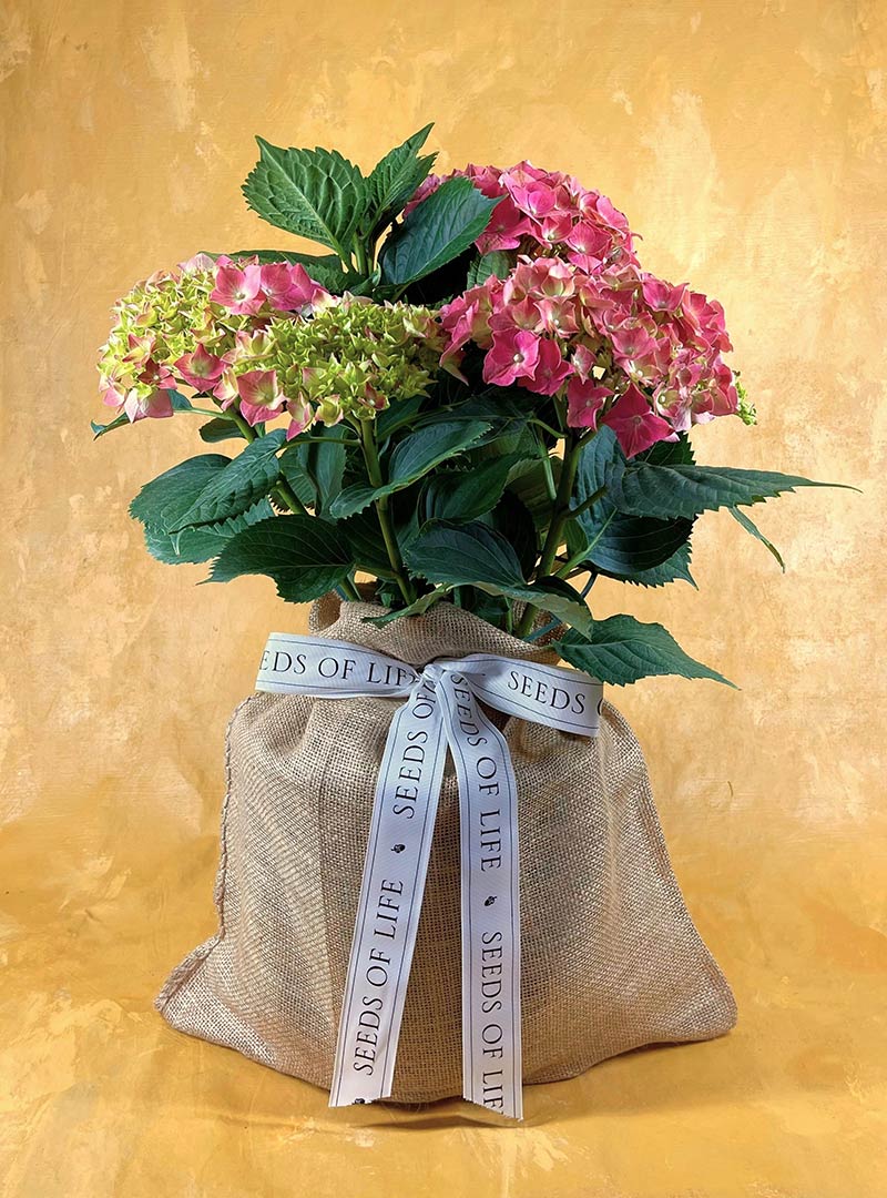 Birthday Hydrangea: Seeds Of Life