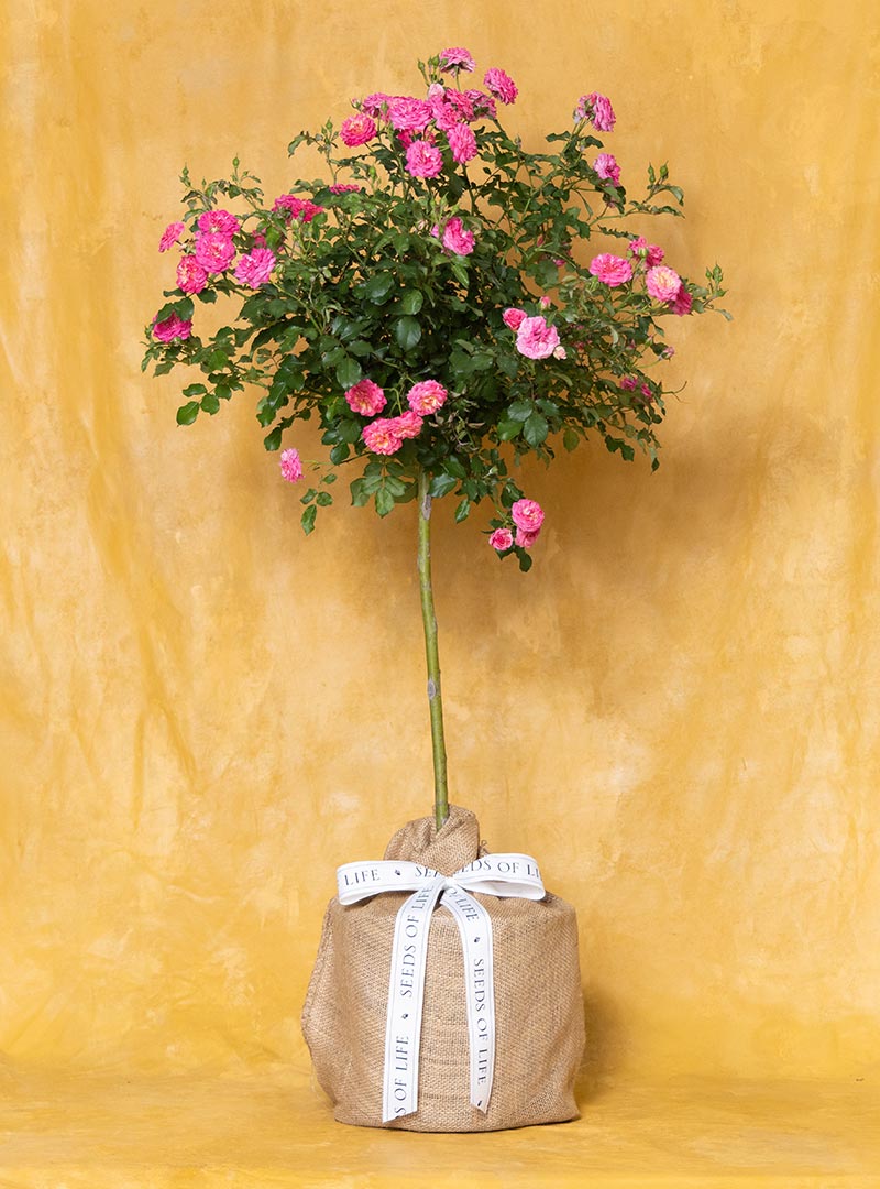Housewarming Blooming Pink Rose Tree Topiary: Seeds Of Life
