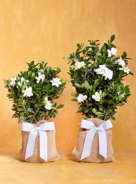 Memorial Gift Trees | In Memory of Gifts & Sympathy Trees