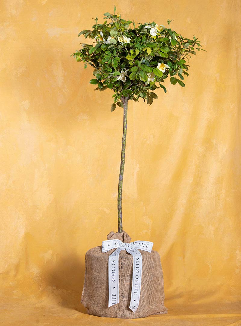 In Memory Yellow Rose Topiary: Seeds Of Life