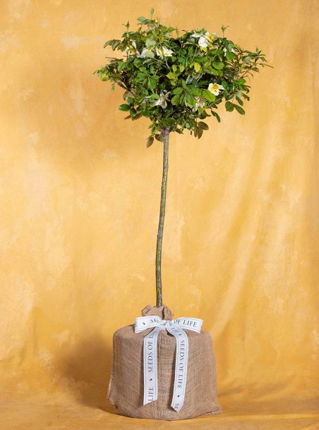 Memorial Gift Trees | In Memory of Gifts & Sympathy Trees