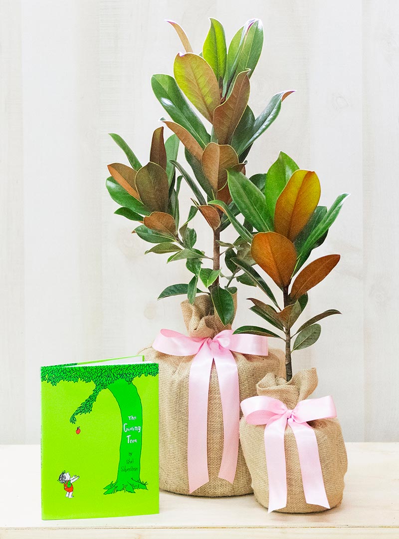 Baby Girl Magnolia Tree & The Giving Tree Book: Seeds Of Life