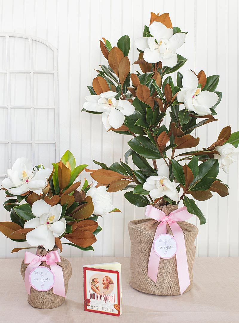 Baby Girl Magnolia Tree & You Are Special Book: Seeds Of Life