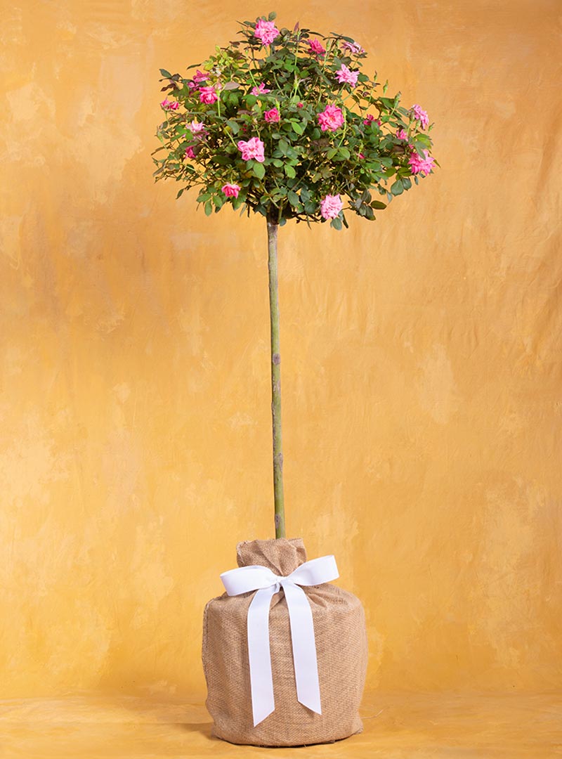 Baby Blooming Pink Rose Topiary Tree: Seeds Of Life
