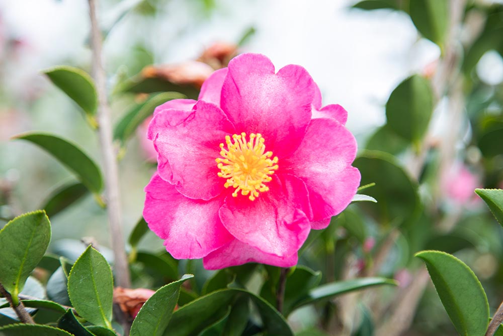 Pink Camellia Flower