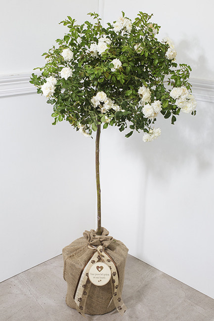 Pet Sympathy White Rose Topiary: Seeds Of Life