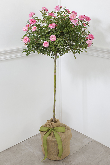 Seeds Of Life Blooming Lavender Rose Sympathy Tree Topiary