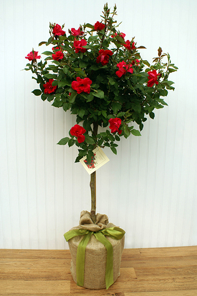 Seeds Of Life Easter Blooming Red Rose Tree Topiary