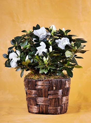Seeds of Life Gift Trees | Memorial Tree Gifts