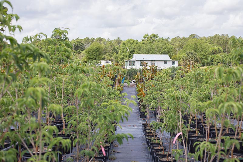 Seeds Of Life: Personalize Your Tree